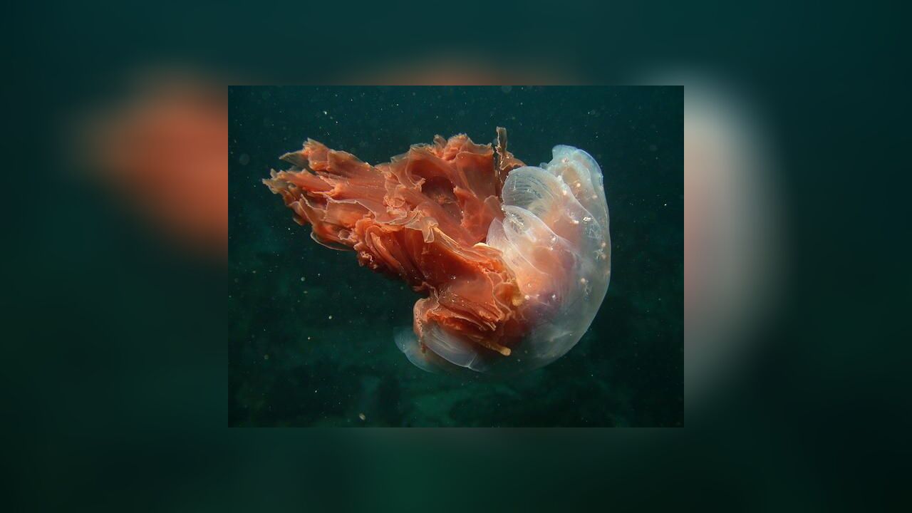 Desmonema glaciale Antarctic Giant Jelly fish