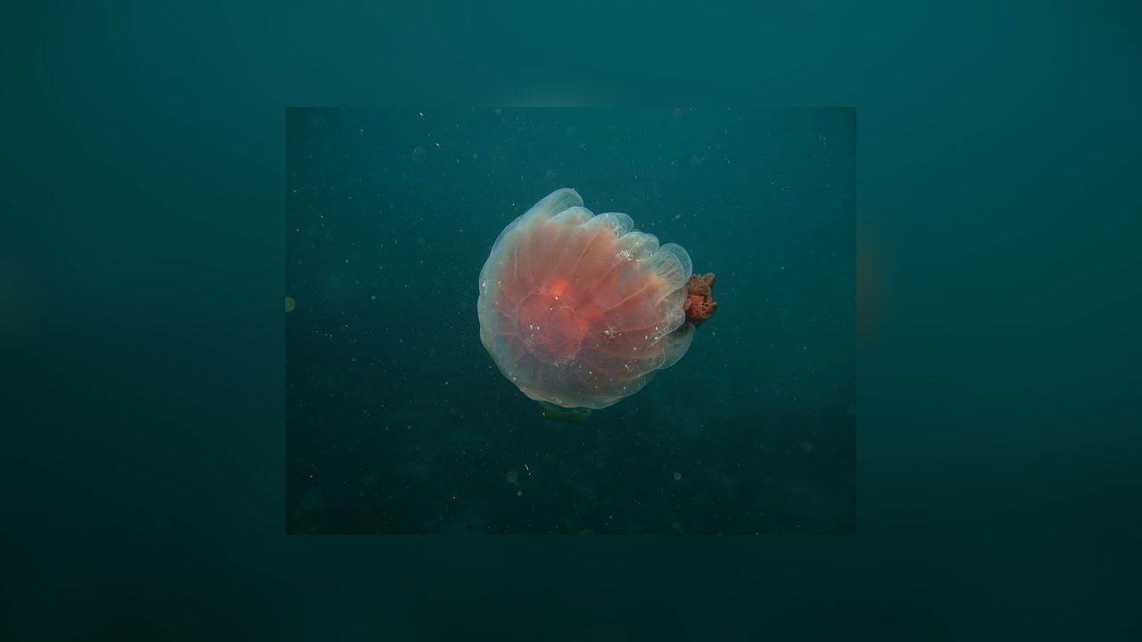 Desmonema glaciale Antarctic Giant Jelly fish