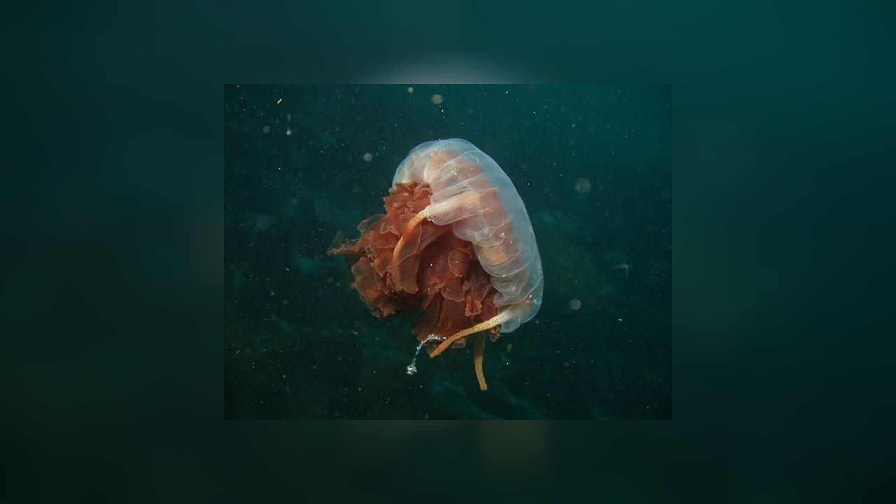 Desmonema glaciale Antarctic Giant Jelly fish
