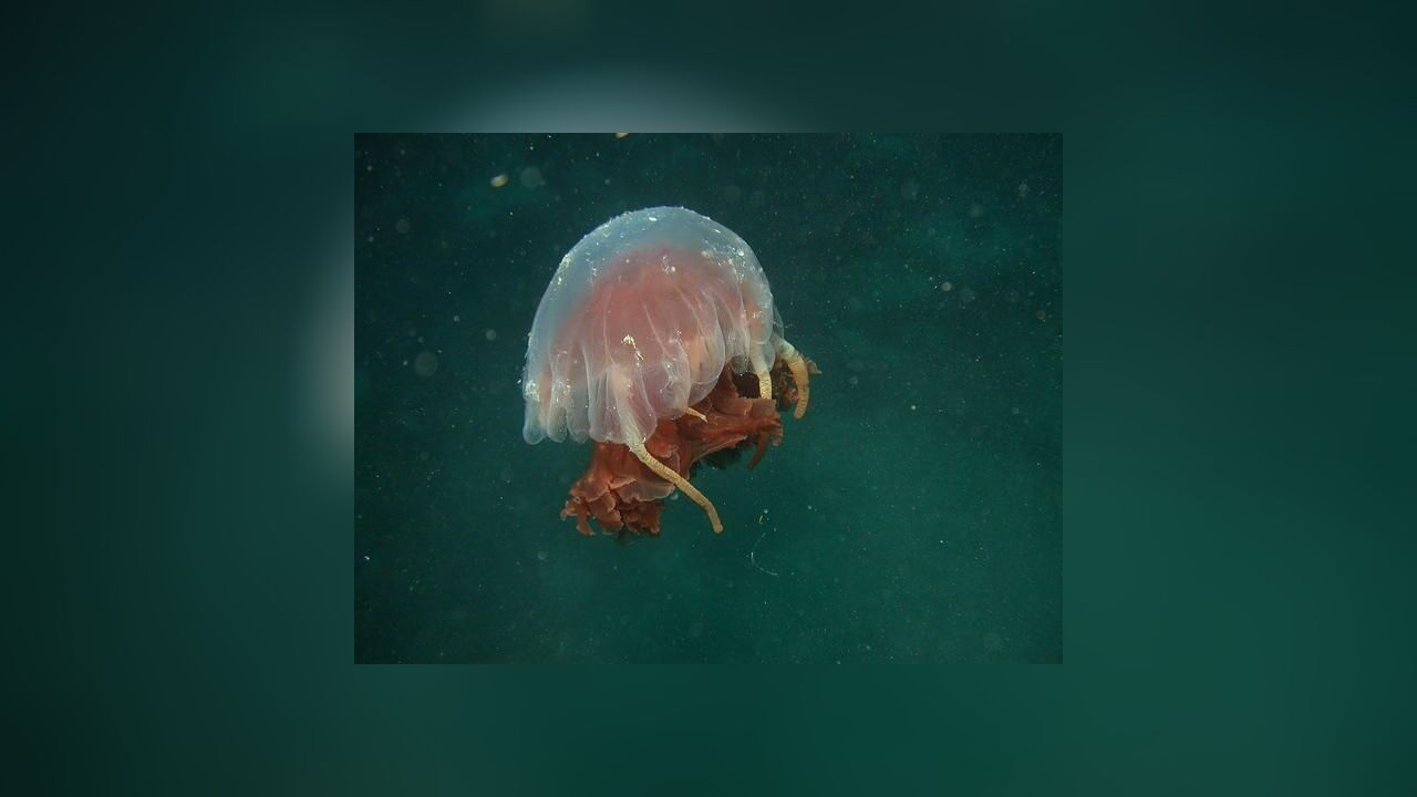 Desmonema glaciale Antarctic Giant Jelly fish