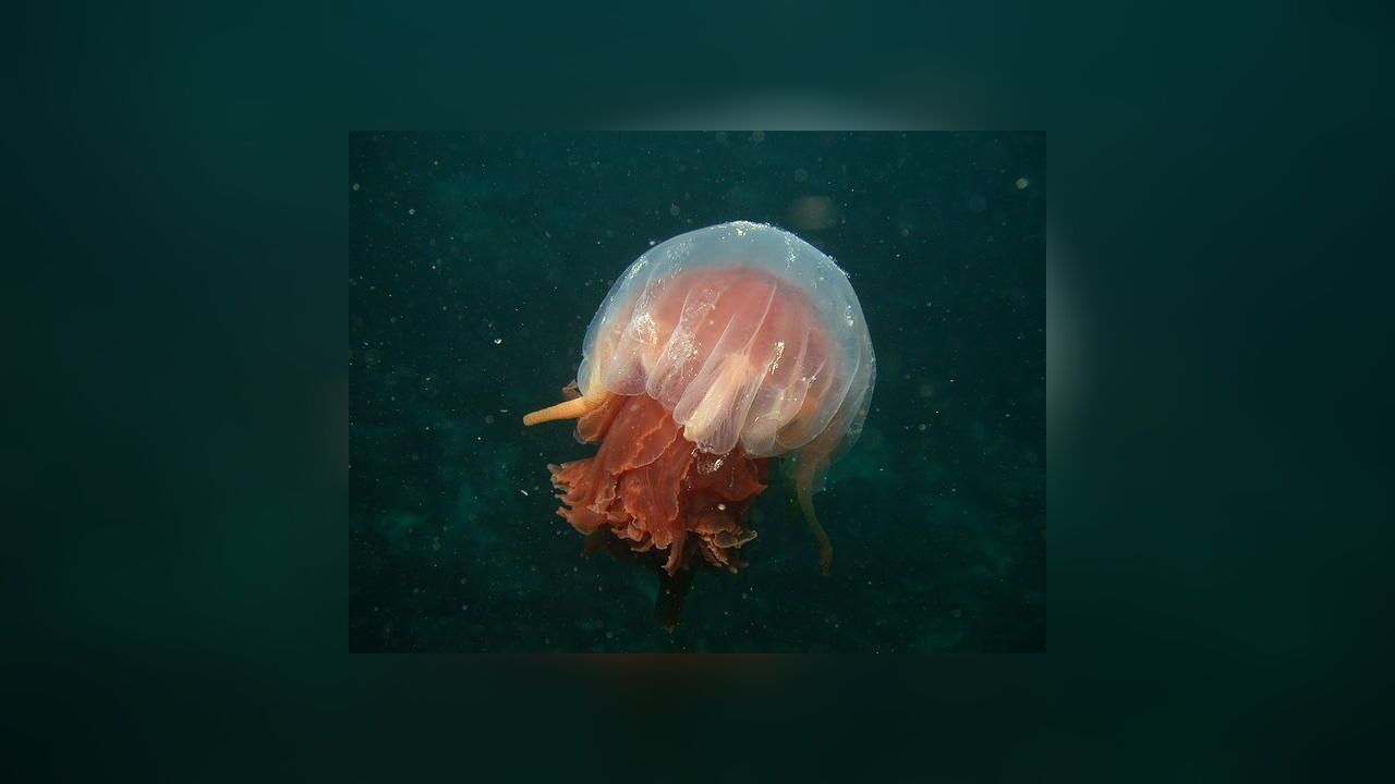 Desmonema glaciale Antarctic Giant Jelly fish