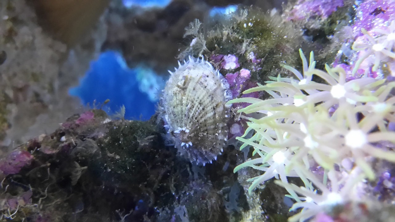 Diodora sp. Keyhole limpet