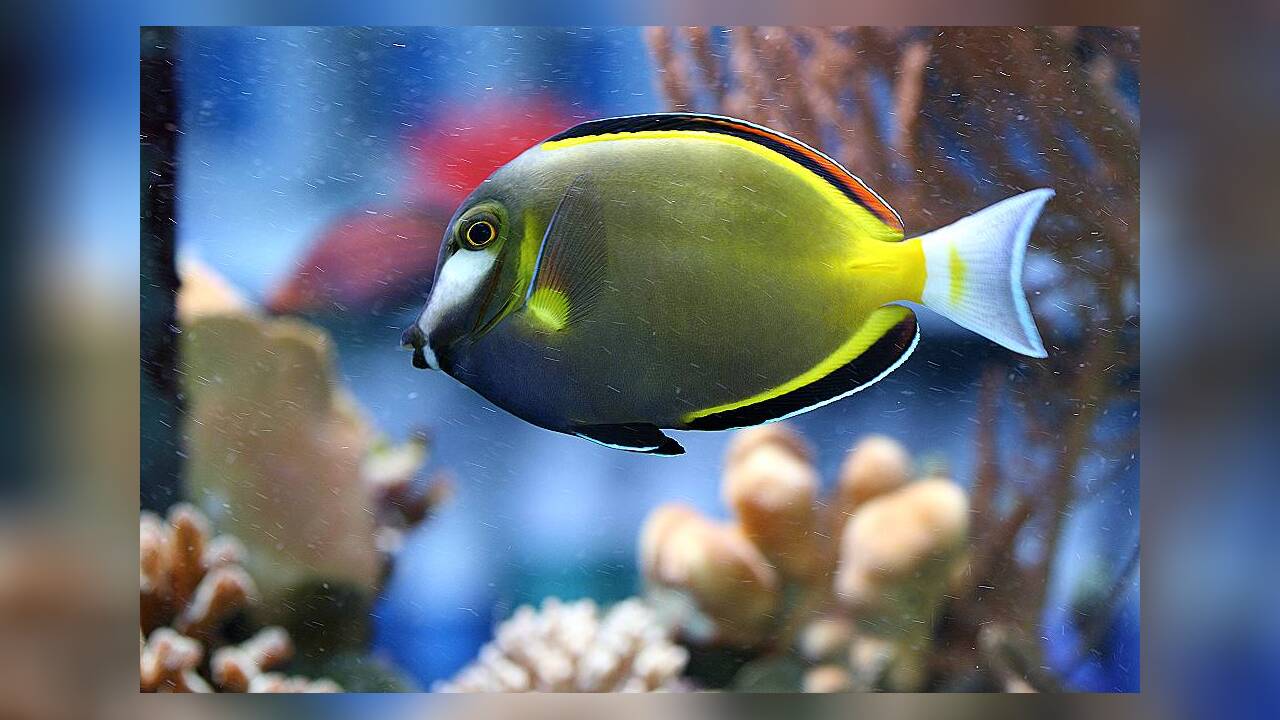 Acanthurus japonicus Japanischer Doktorfisch