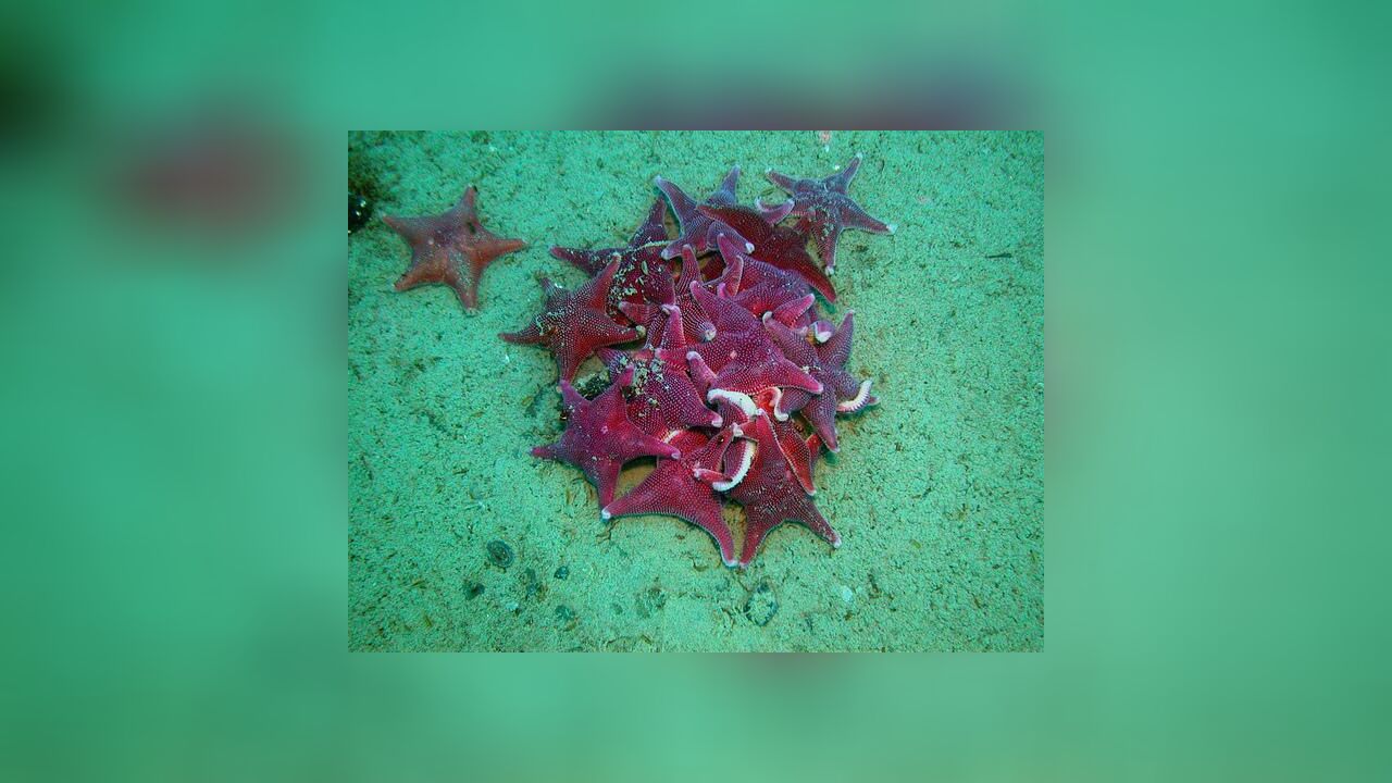 Odontaster validus Roter Seestern