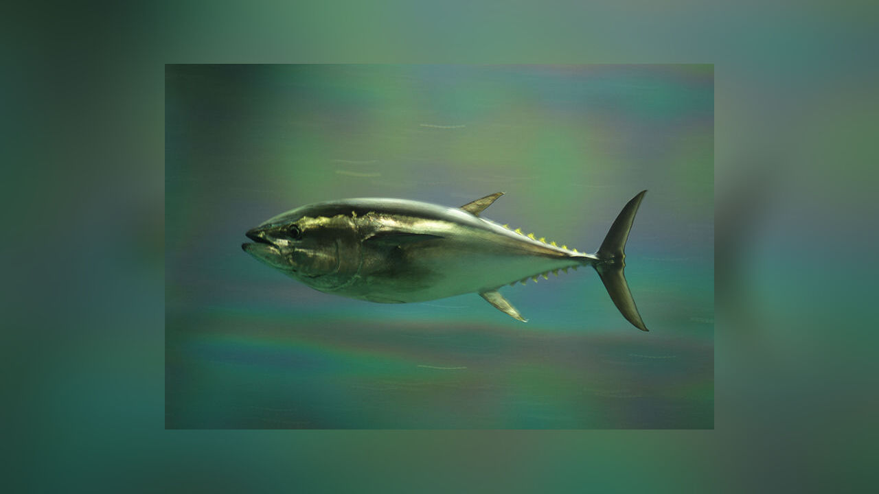 Thunnus orientalis Pacific bluefin tuna