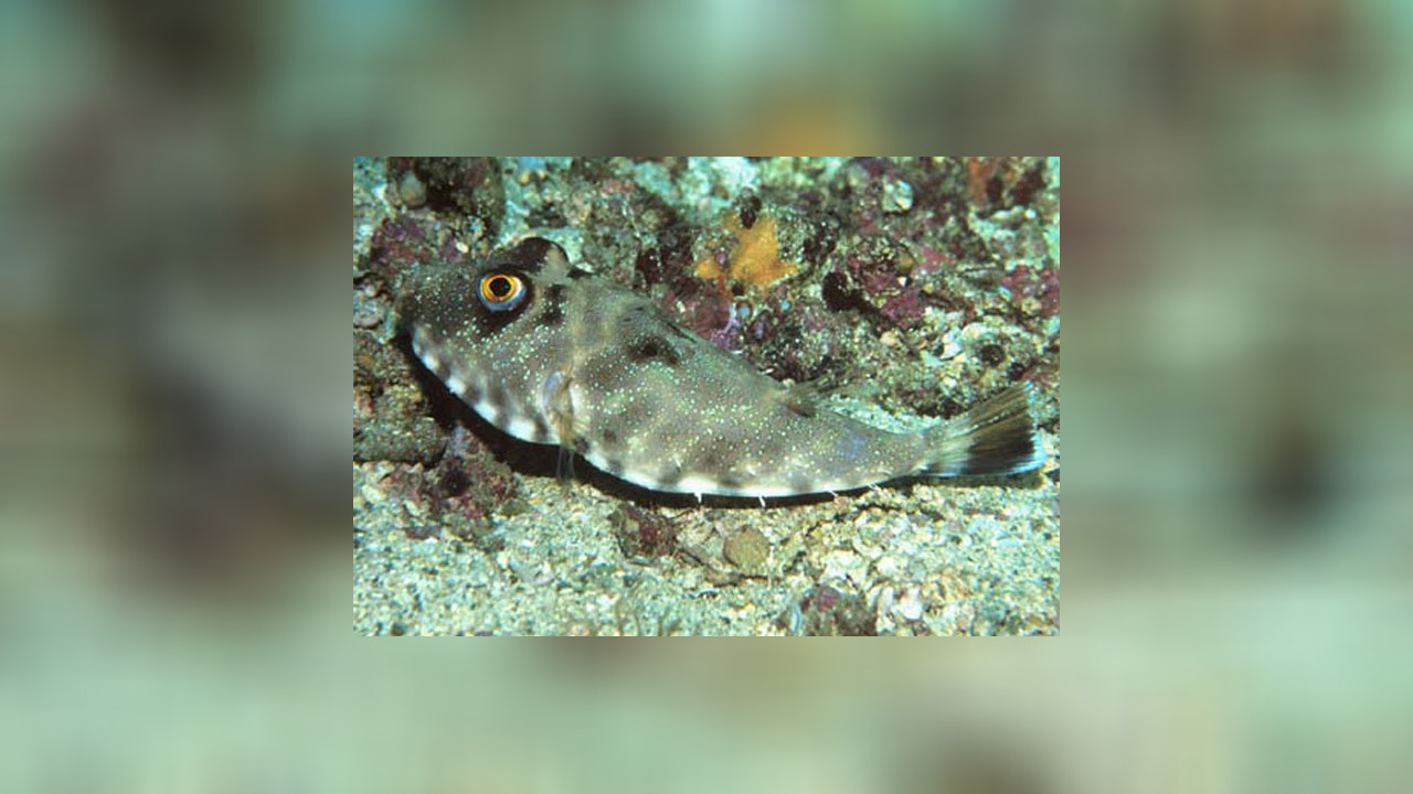 Sphoeroides lobatus Longnose puffer