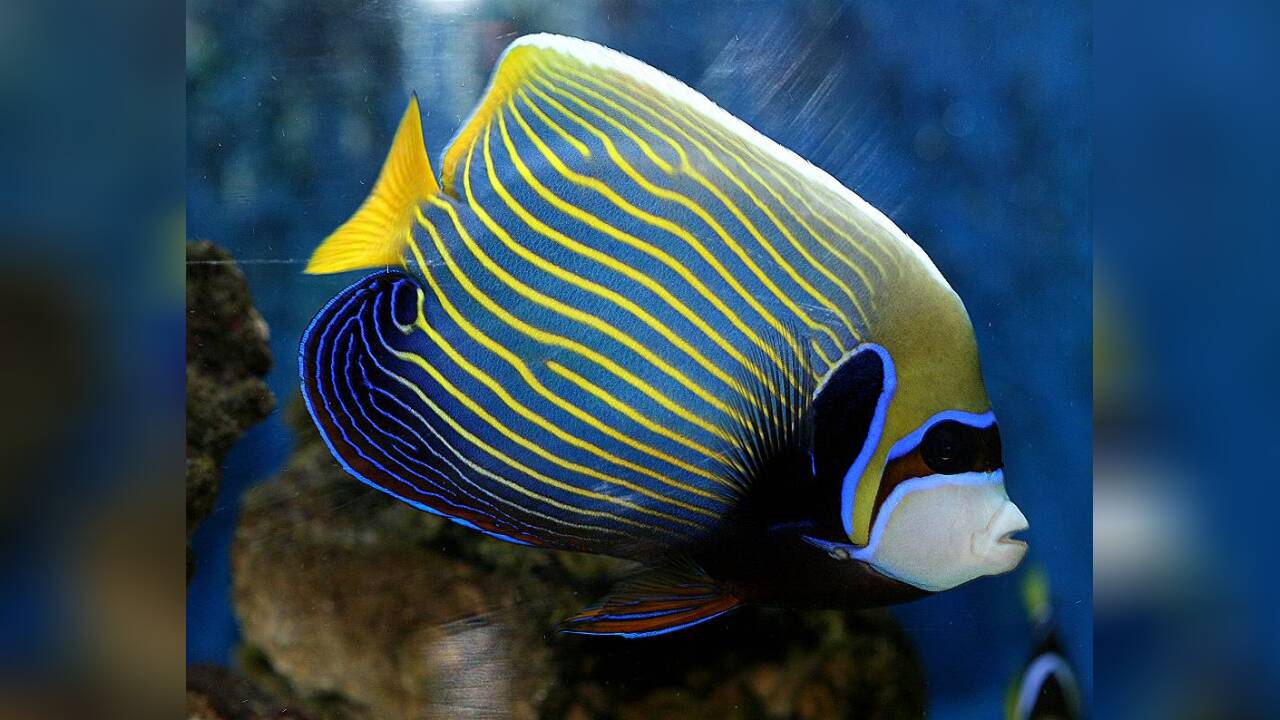 Pomacanthus imperator - Imperator Kaiserfisch. Foto von Pomacanthus ...