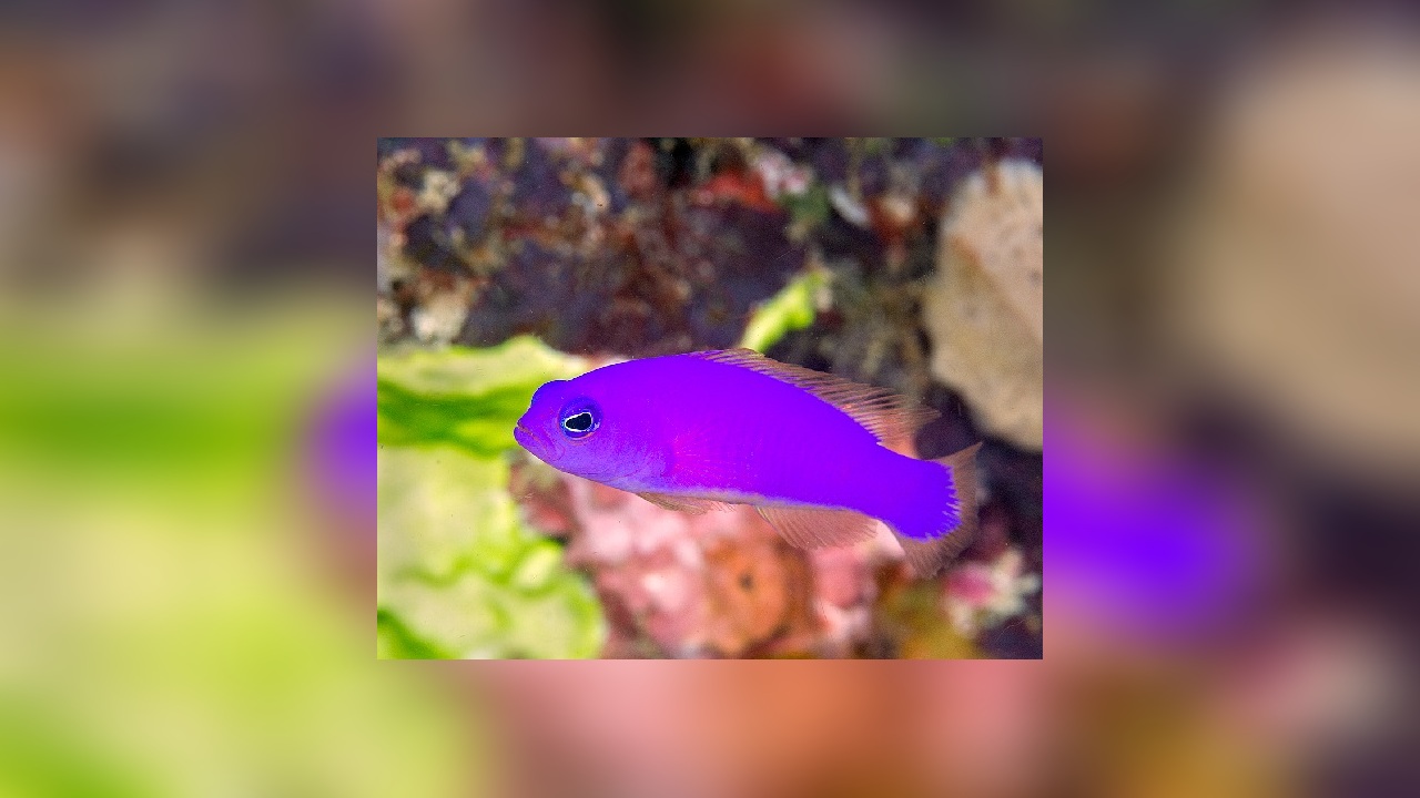 Pictichromis porphyrea Porphyr-Zwergbarsch