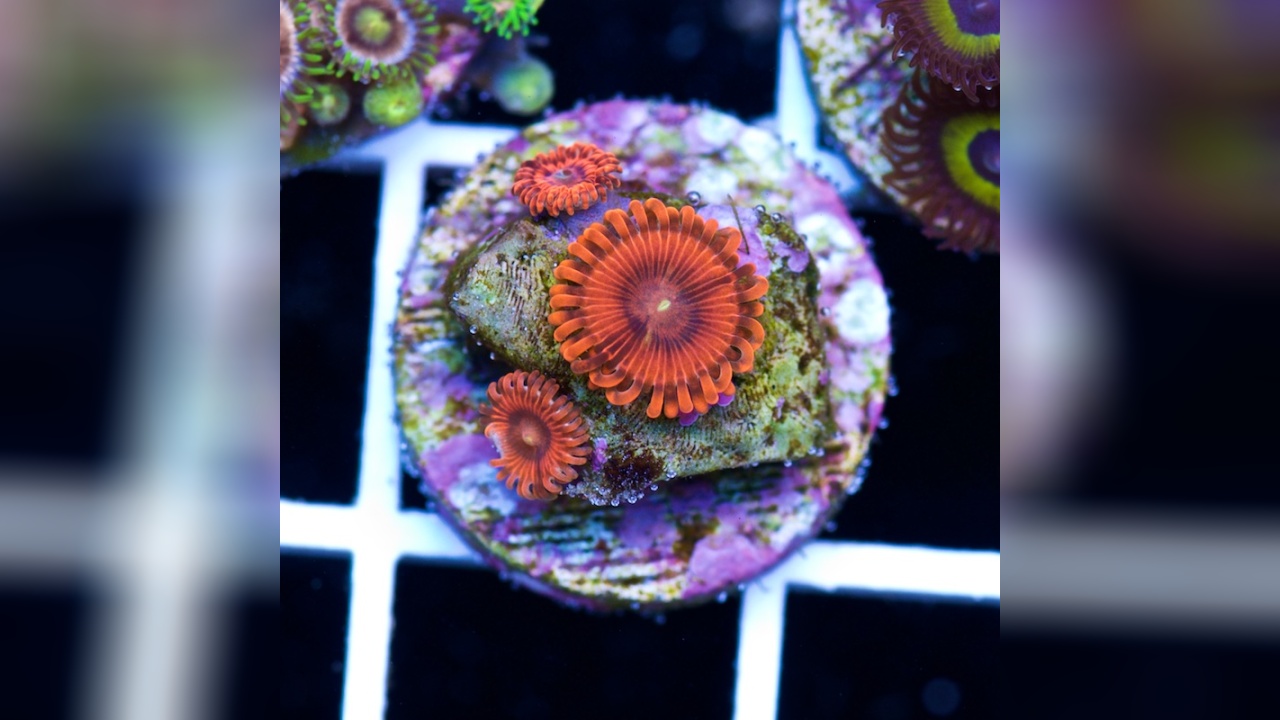 Zoanthus "Nightmare" Nightmare Zoa