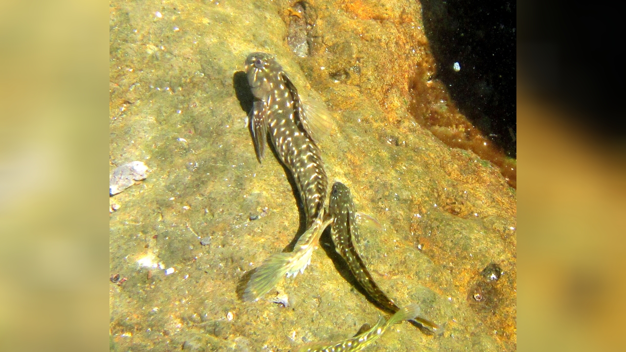 Parablennius parvicornis Rock-pool blenny