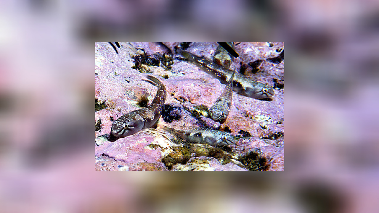 Tomicodon myersi Schildbauch, Schildfisch