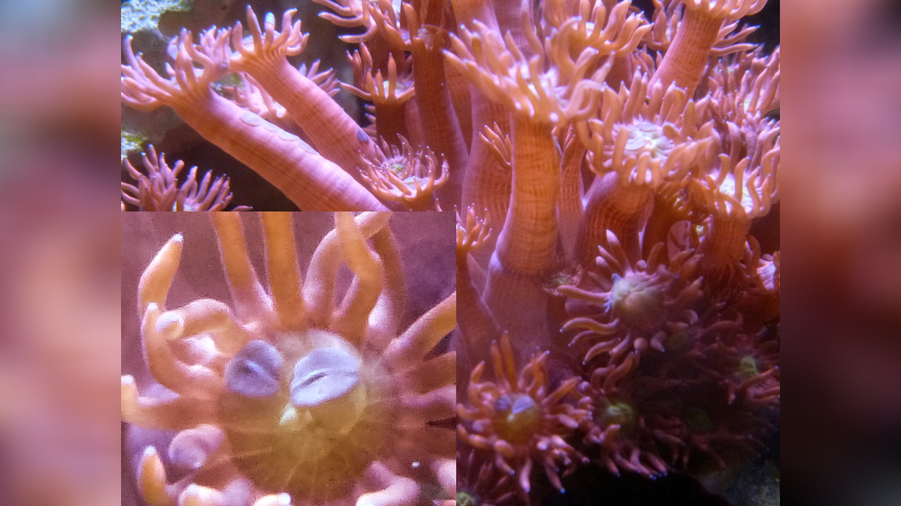 Waminoa sp.01 Acoel Worms,Pumpkin Flatworms