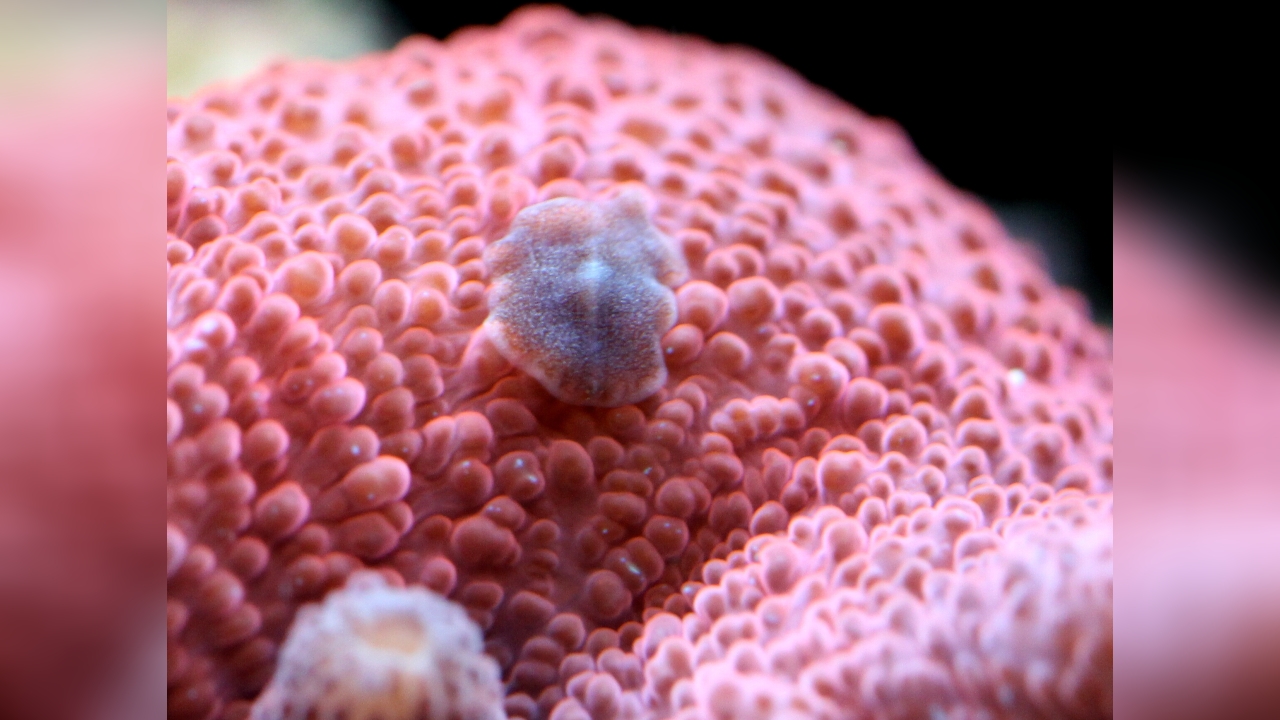 Waminoa sp.01 Acoel Worms,Pumpkin Flatworms