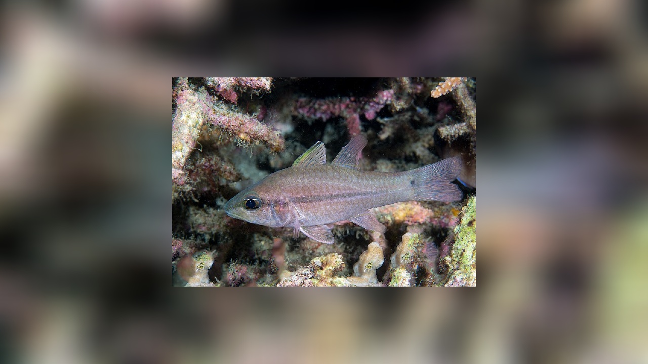 Pristiapogon exostigma Augenschatten-Kardinalbarsch