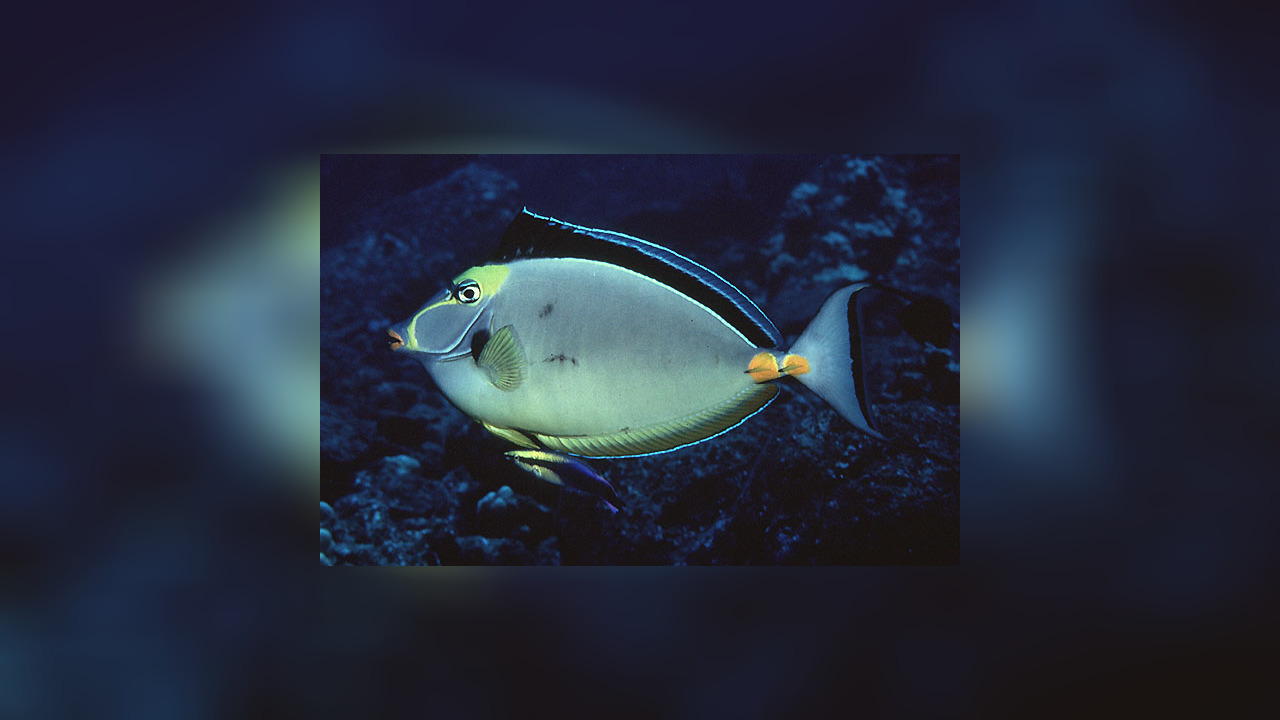 Naso lituratus Kuhkopf- Doktorfisch