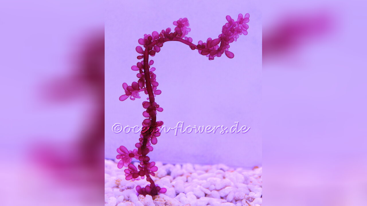 Botryocladia leptopoda Algae