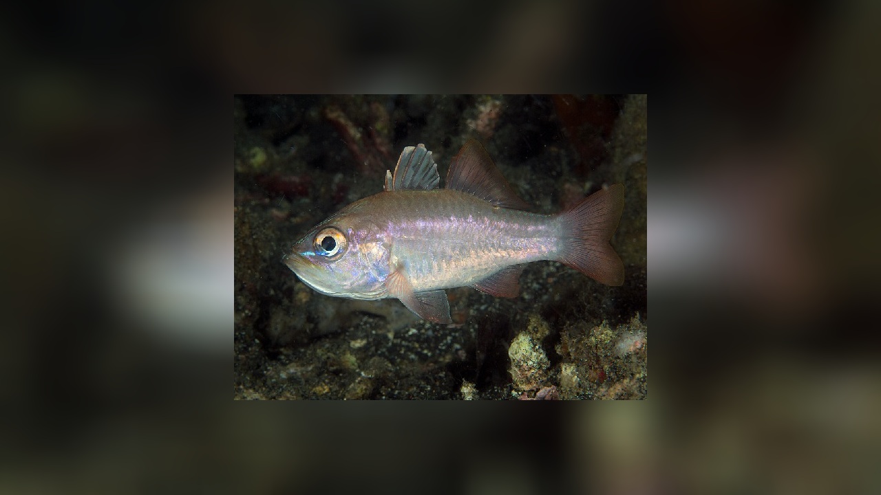 Ostorhinchus monospilus Kardinalbarsch