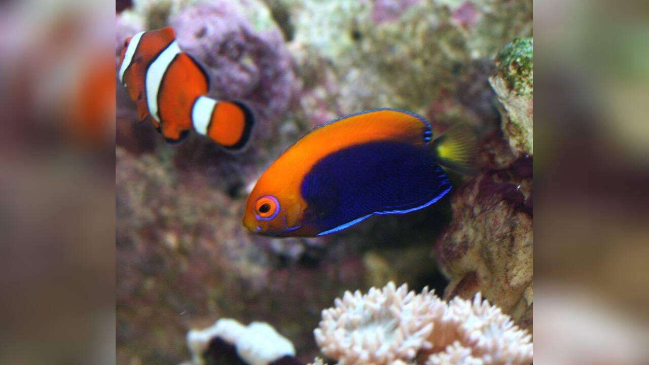 Centropyge acanthops African Cherubfish, African Pygmy Angelfish ...