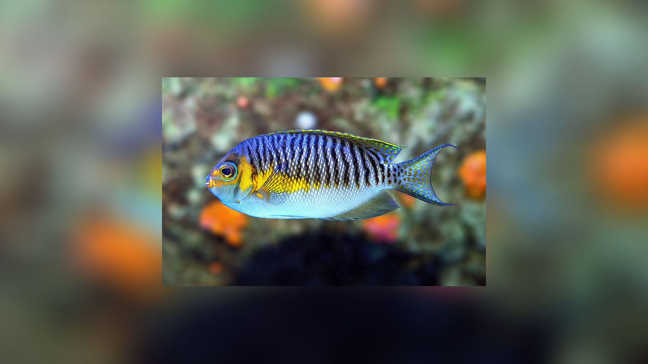 Genicanthus semifasciatus Japanese swallow