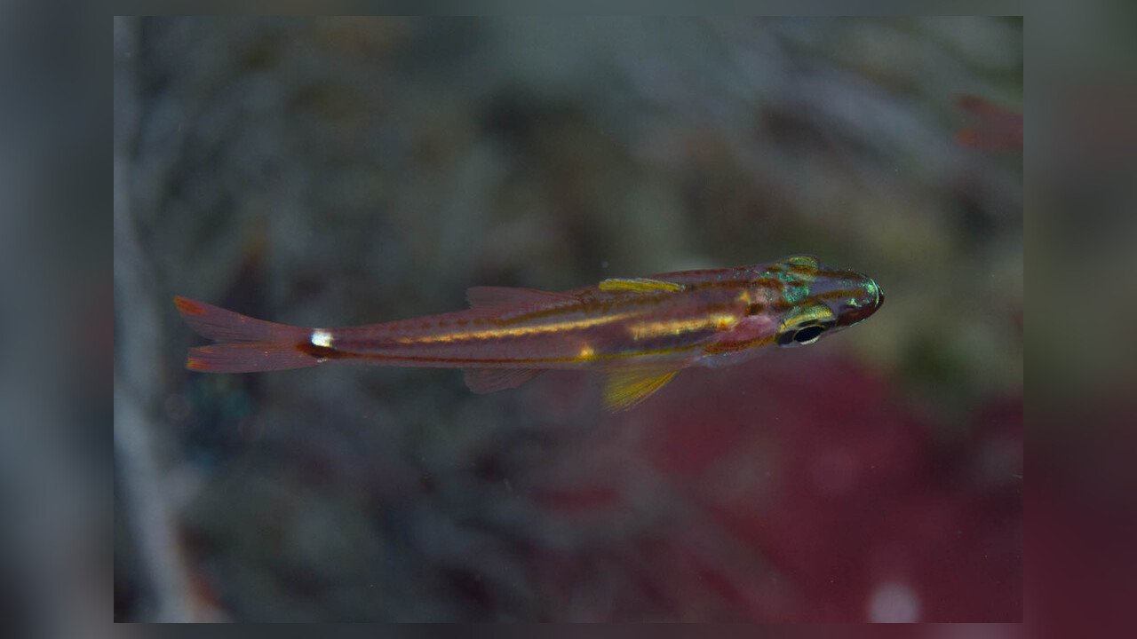 Ostorhinchus dispar Redspot cardinalfish, White-spot Cardinalfish