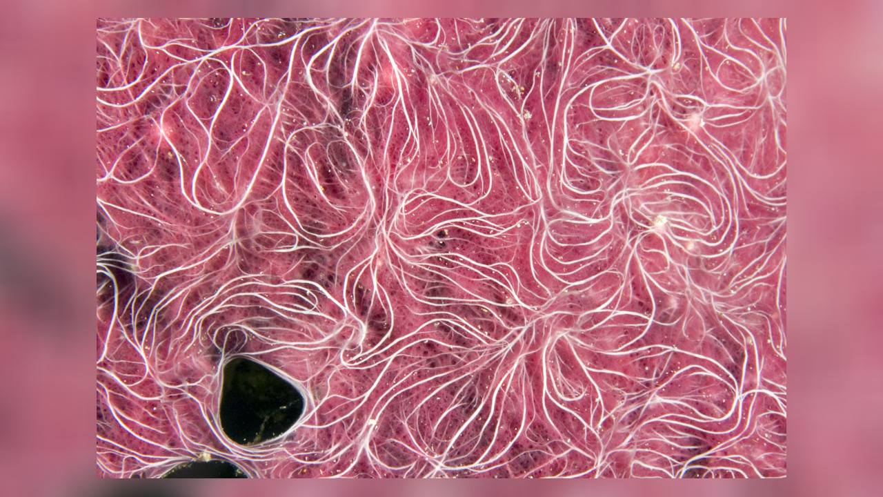 Chalinula nematifera Calcareous Sponge, Coral Killing Sponge ...