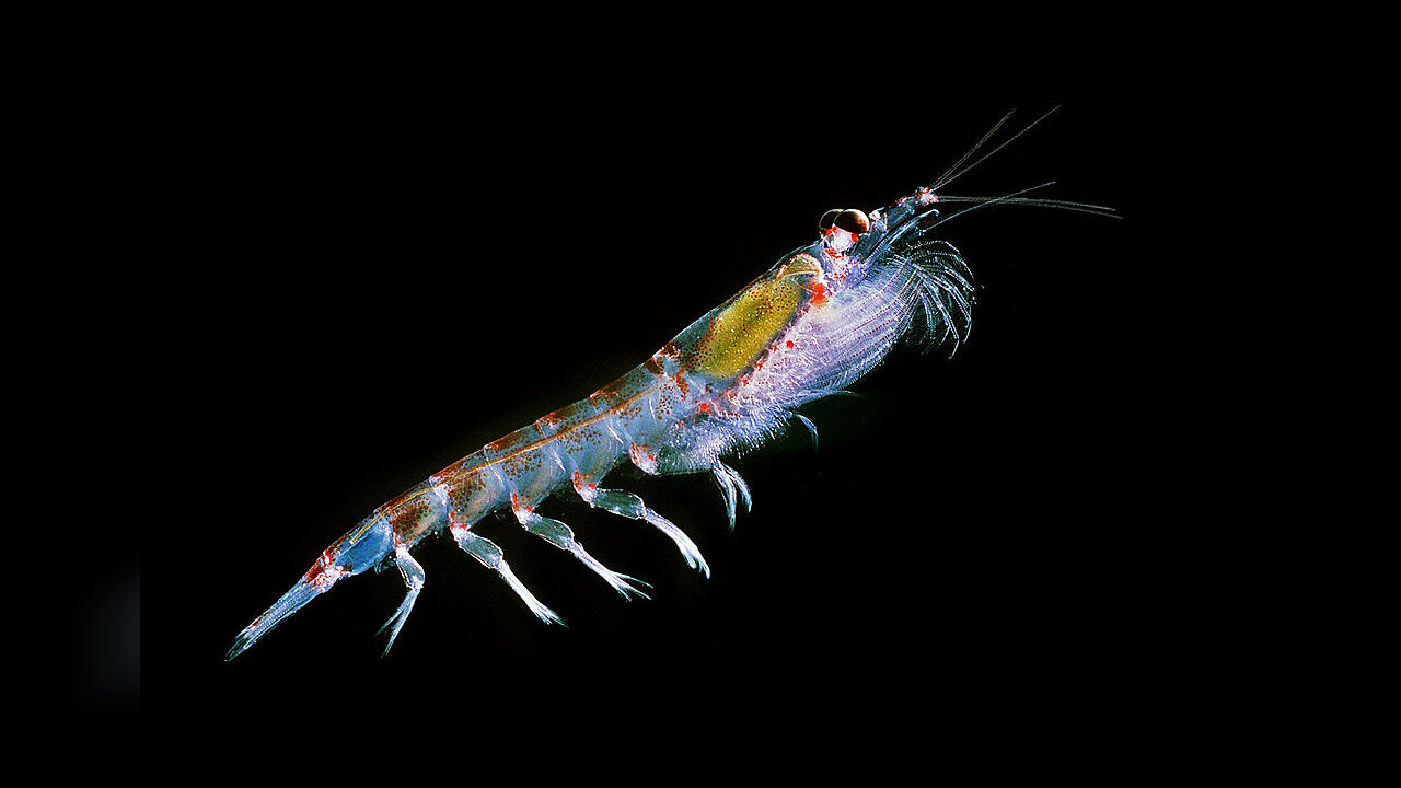 Euphausia superba Antarktischer Krill