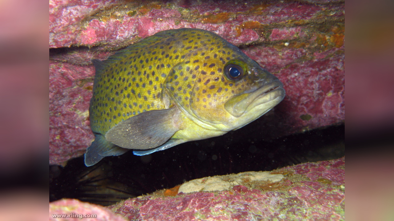 Acanthistius ocellatus Eastern wirrah, Peppermint cod, Mother-in-law fish