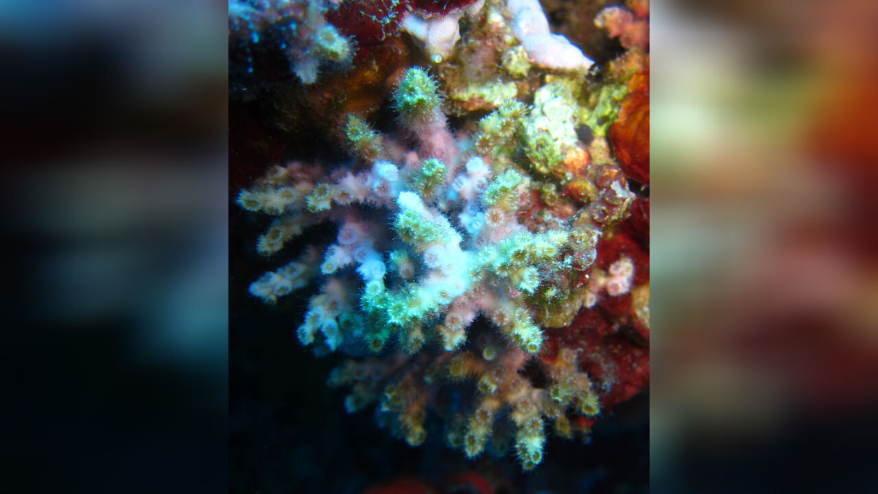 Oculina diffusa Diffuse ivory bush coral