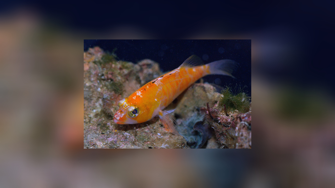 Plectranthias garrupellus Apricot bass