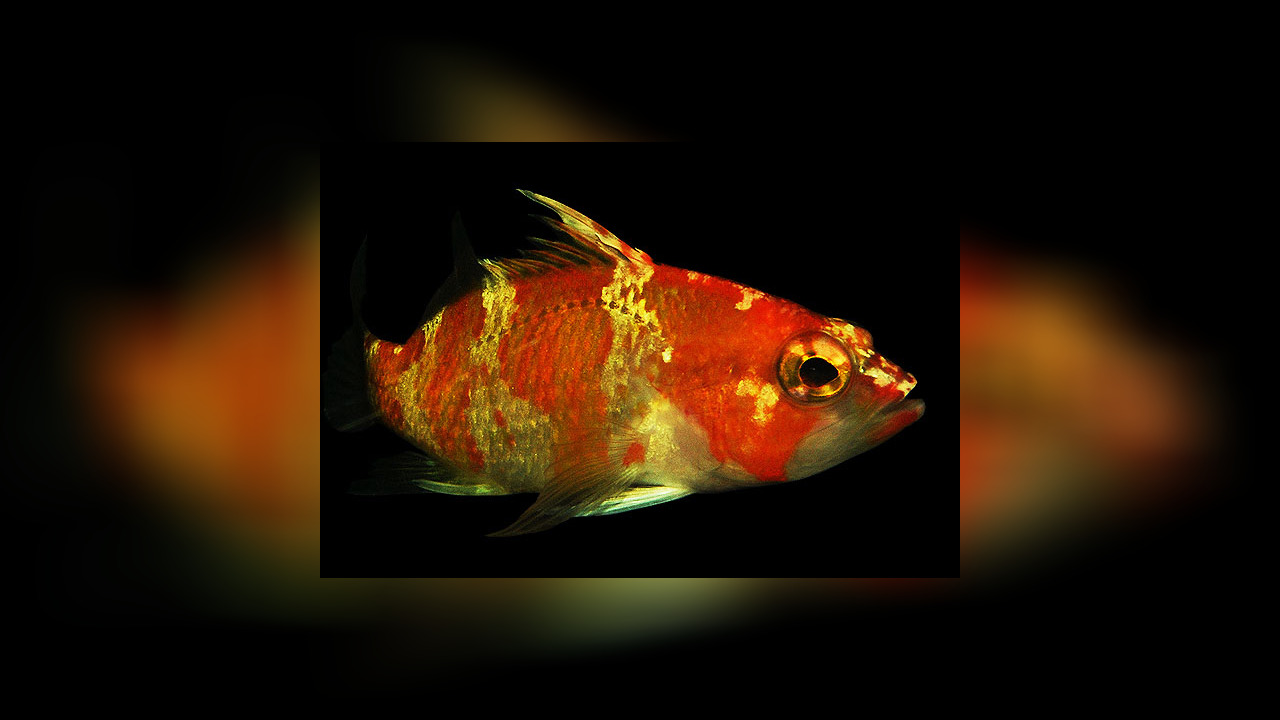 Plectranthias garrupellus Apricot bass