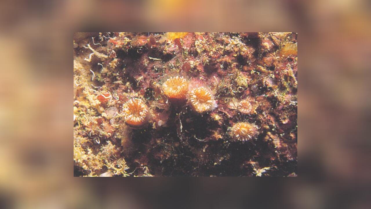 Astrangia solitaria Großpolypige Steinkoralle
