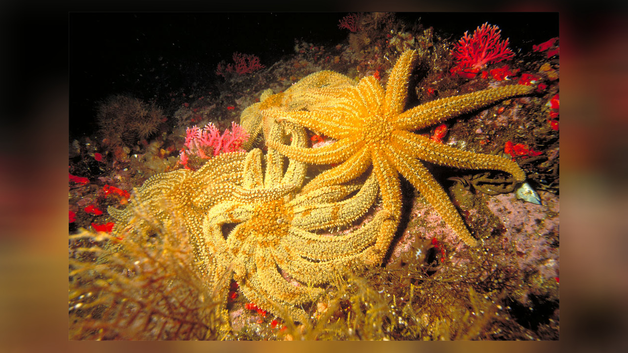 Coscinasterias calamaria Eleven-armed sea star
