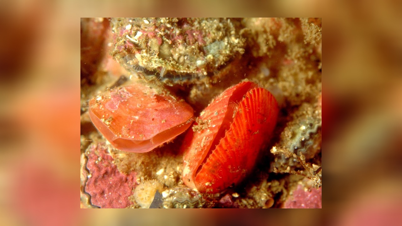Terebratella sanguinea Red brachiopod,Lamp Shell