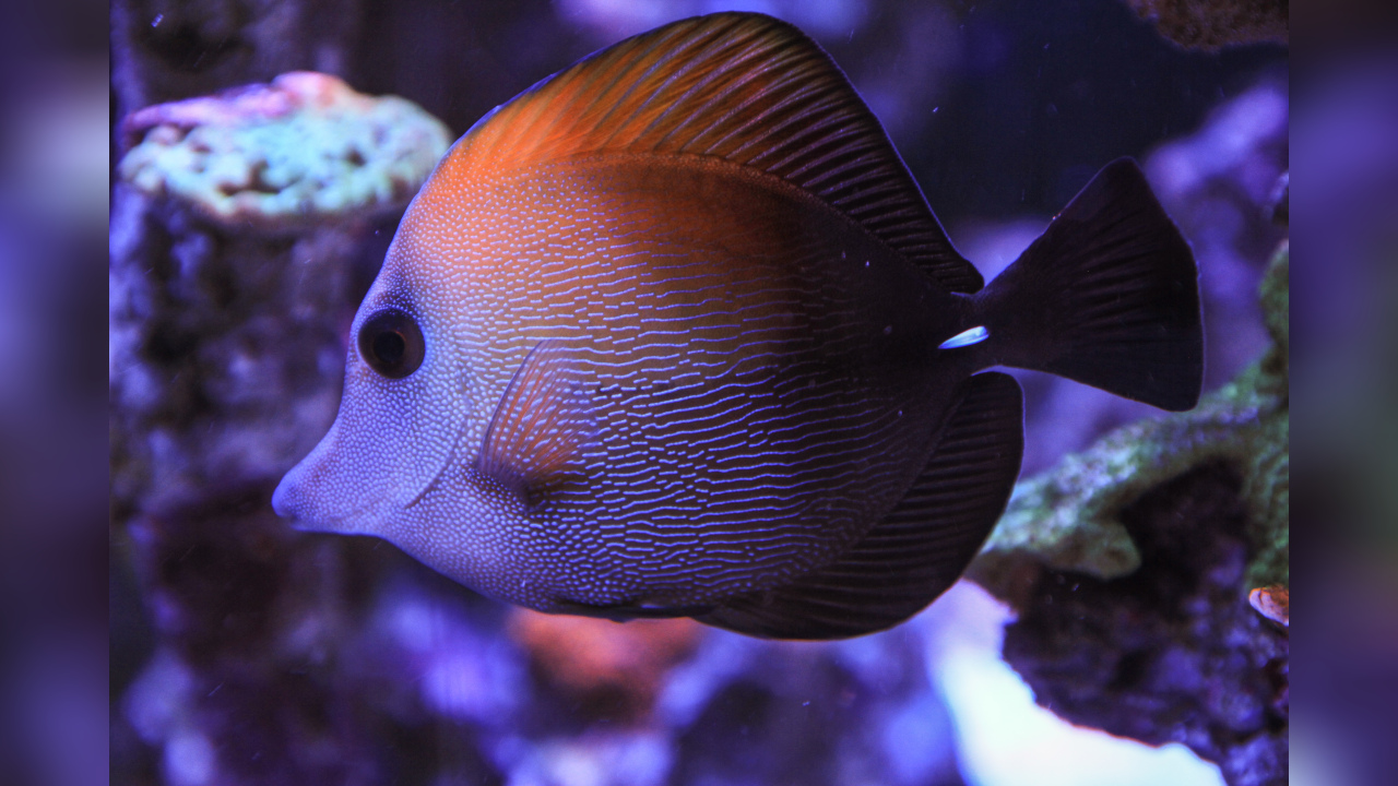 Zebrasoma scopas Blue-lined Tang, Brushtail Tang, Sombre Surgeon-fish ...