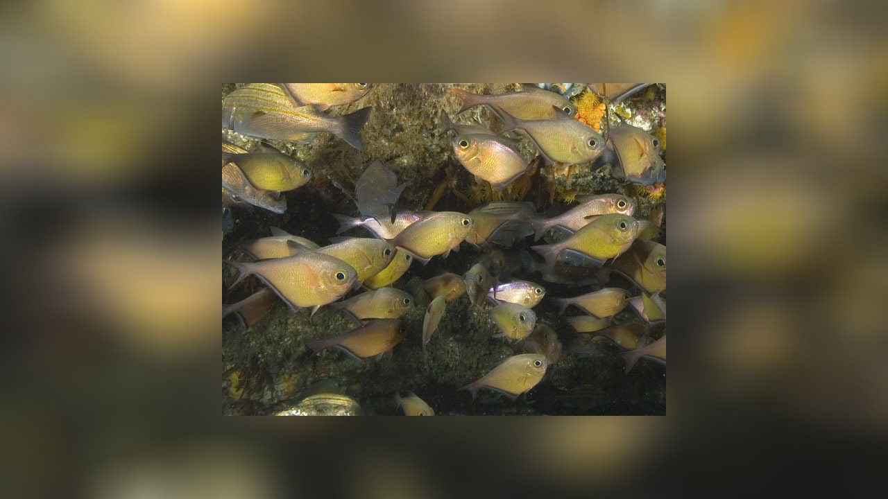 Pempheris adusta Dusky sweeper