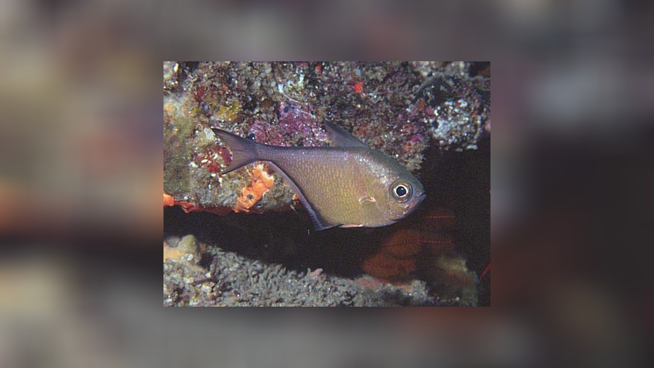 Pempheris adusta Dusky sweeper