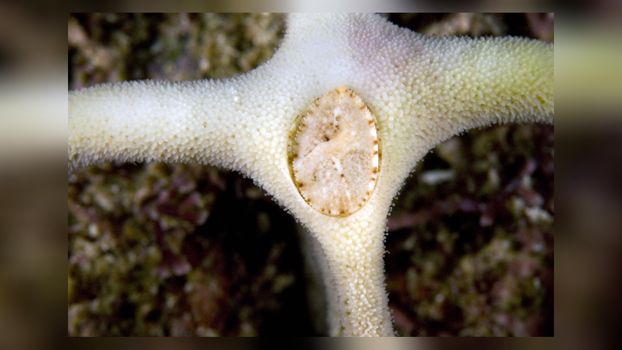 Manucomplanus varians Staghorn hermit crab, Antler Hermit