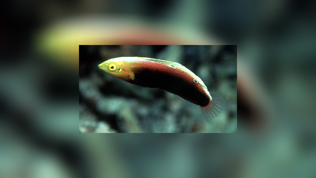 Halichoeres iridis Iris Wrasse