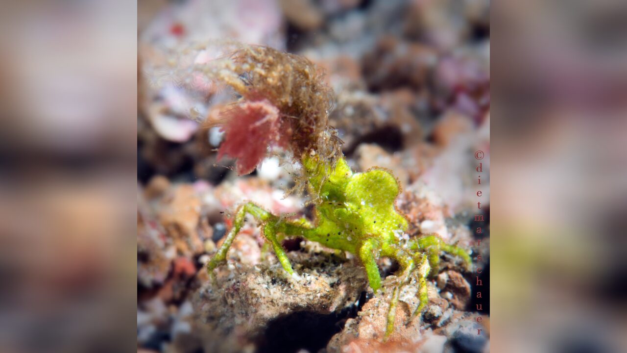 Huenia heraldica Halimeda Crab, Arrowhead Crab