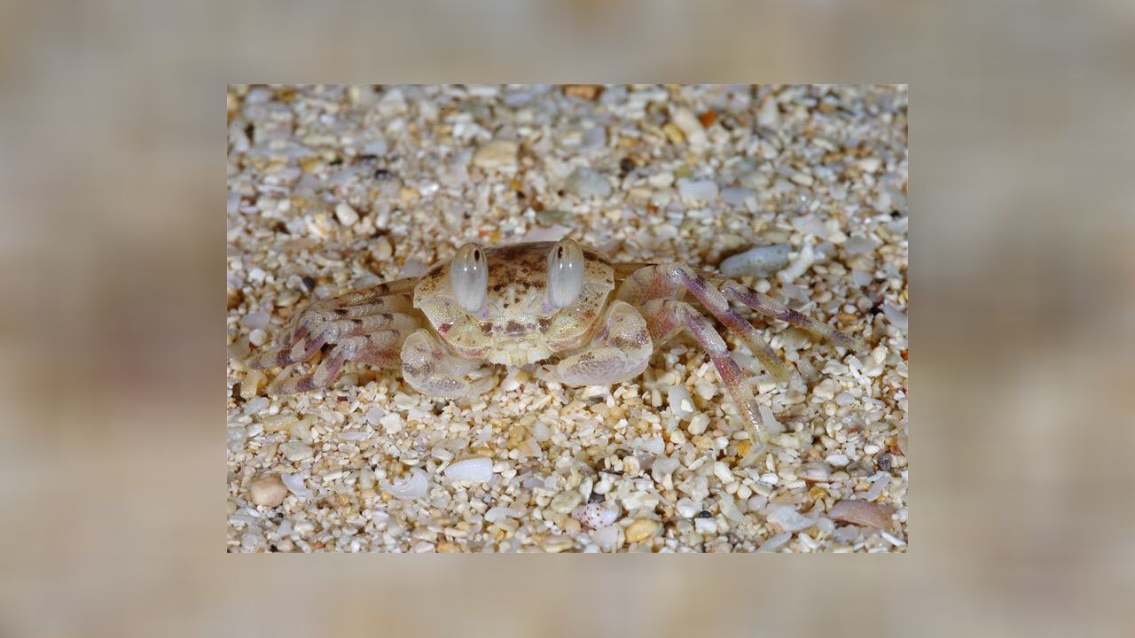 Ocypode cordimana smooth-eyed ghost crab