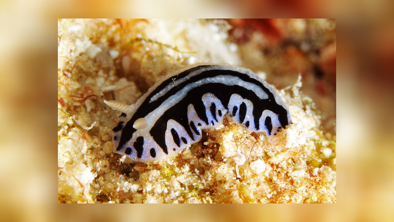 Phyllidiopsis sphingis Blaue Sphinx