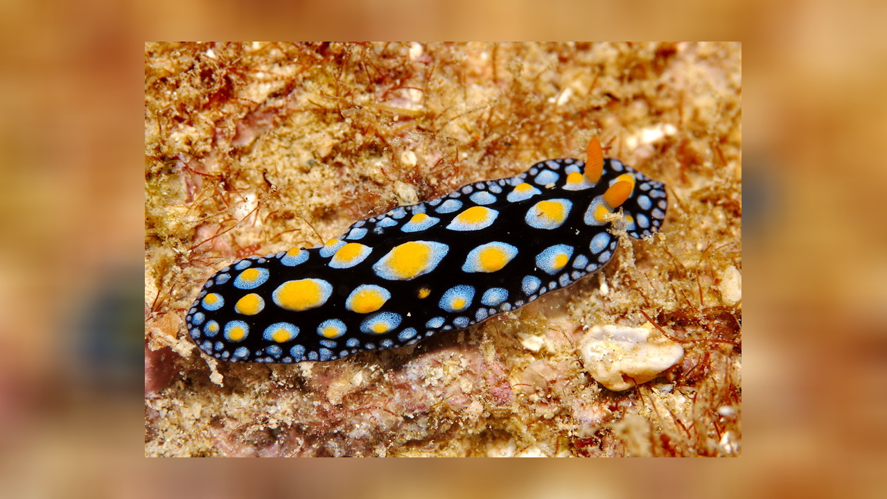 Phyllidia guamensis Warty slug