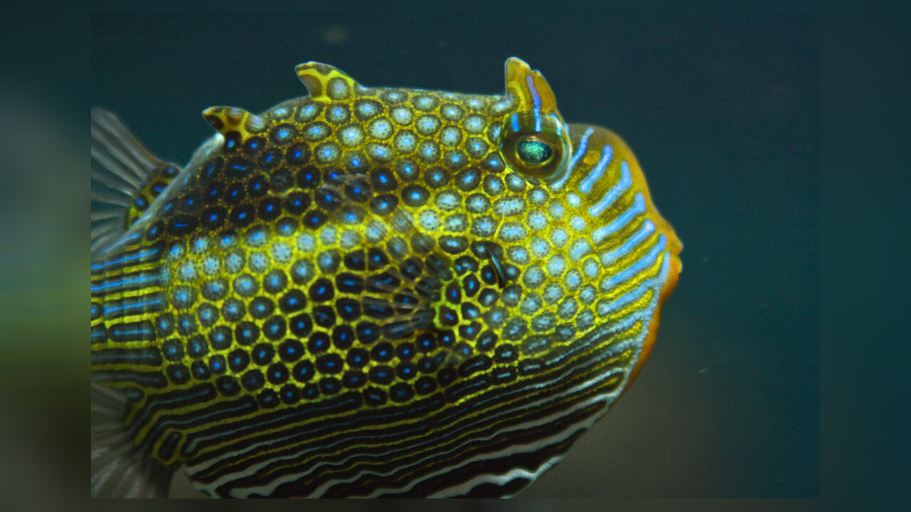 Aracana ornata Ornate Cowfish, Ornate Boxfish