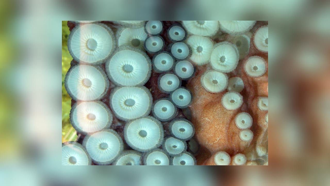 Macroctopus maorum Maori Octopus