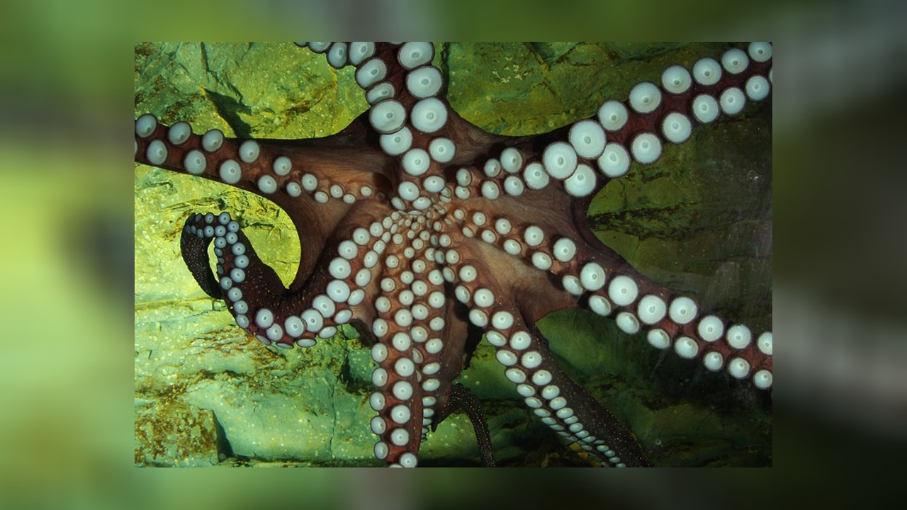 Macroctopus maorum Maori Octopus