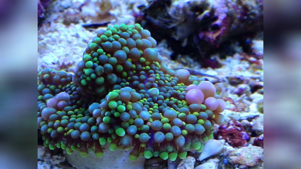 Ricordea florida Ricordia mushroom polyps, Florida corallimorpharian
