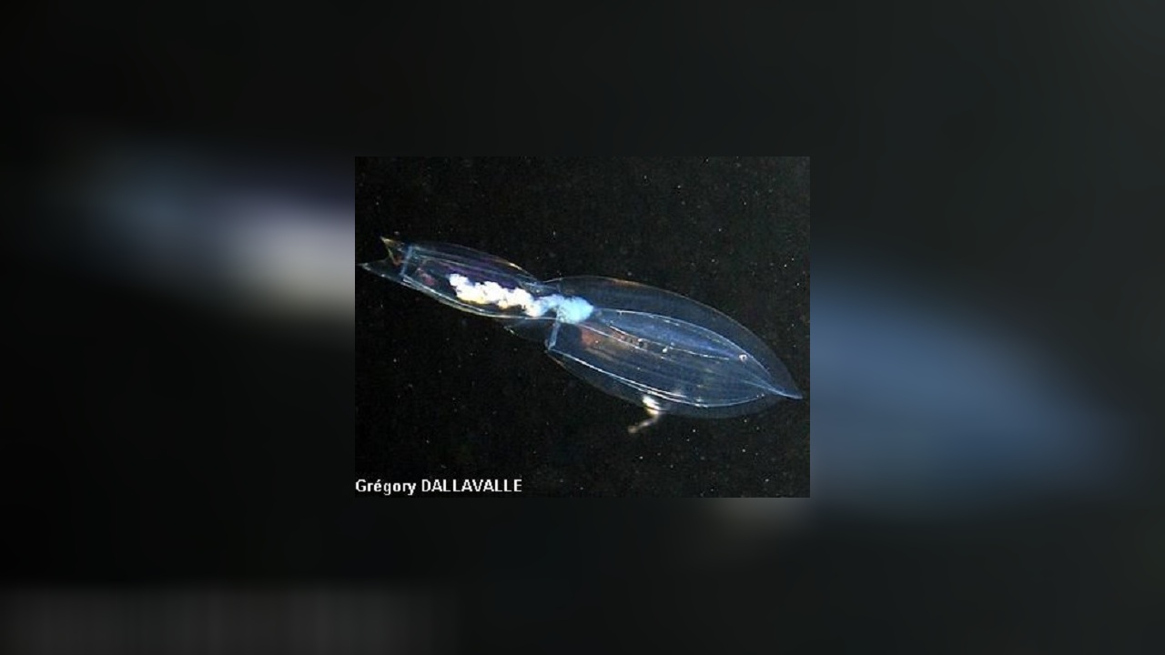 Chelophyes appendiculata Staatsqualle