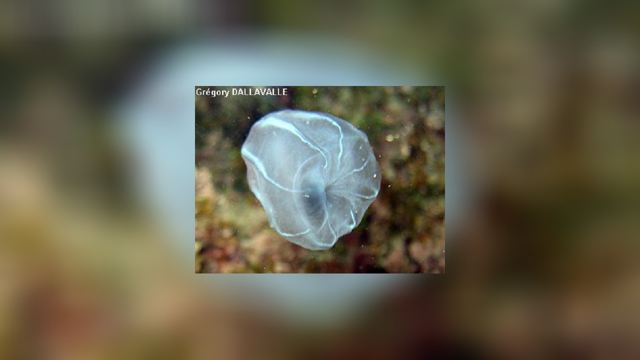 Beroe ovata Ovate Comb Jelly, Ovate Beroid