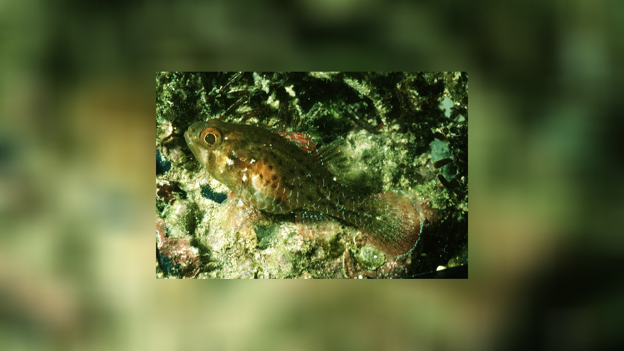 Apogonichthys perdix Kardinalbarsch