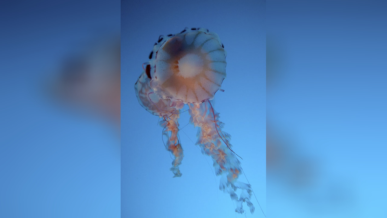 Chrysaora colorata Purple-striped Jellyfish